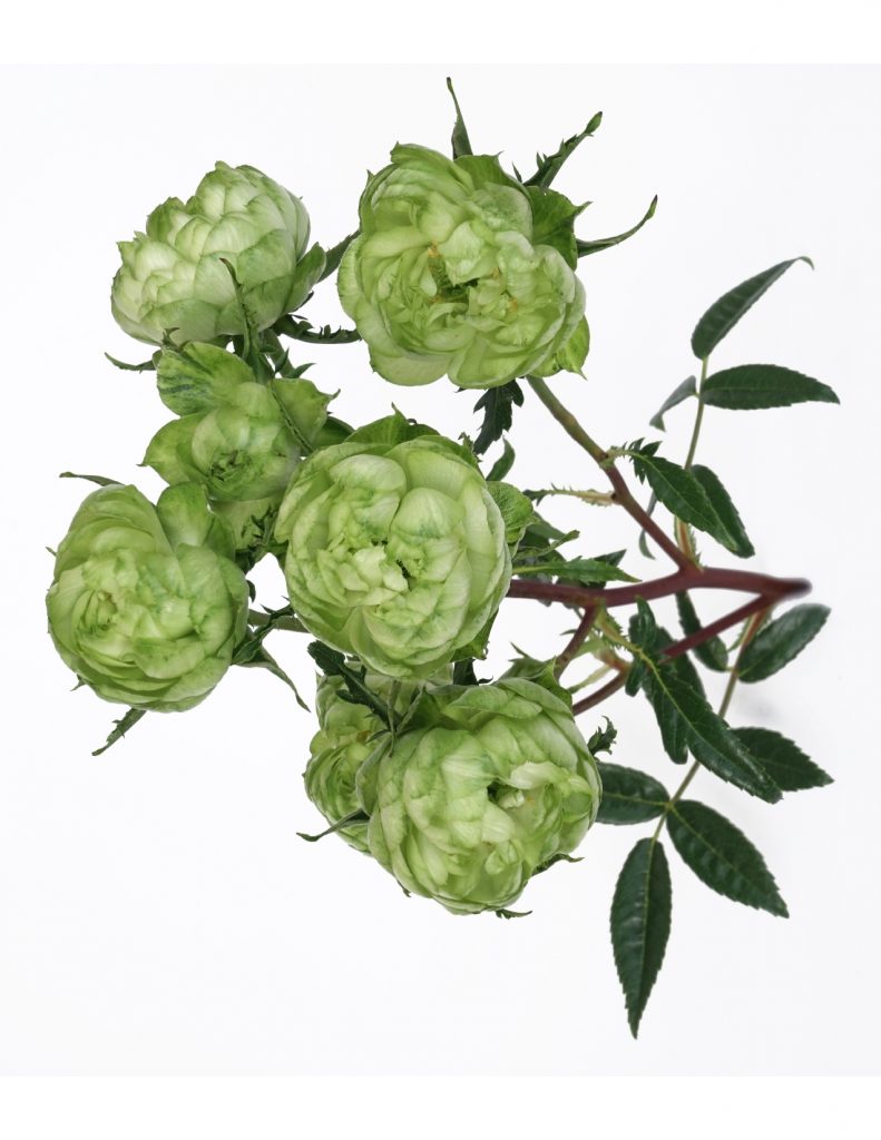 Midori Green – Sary Chaki